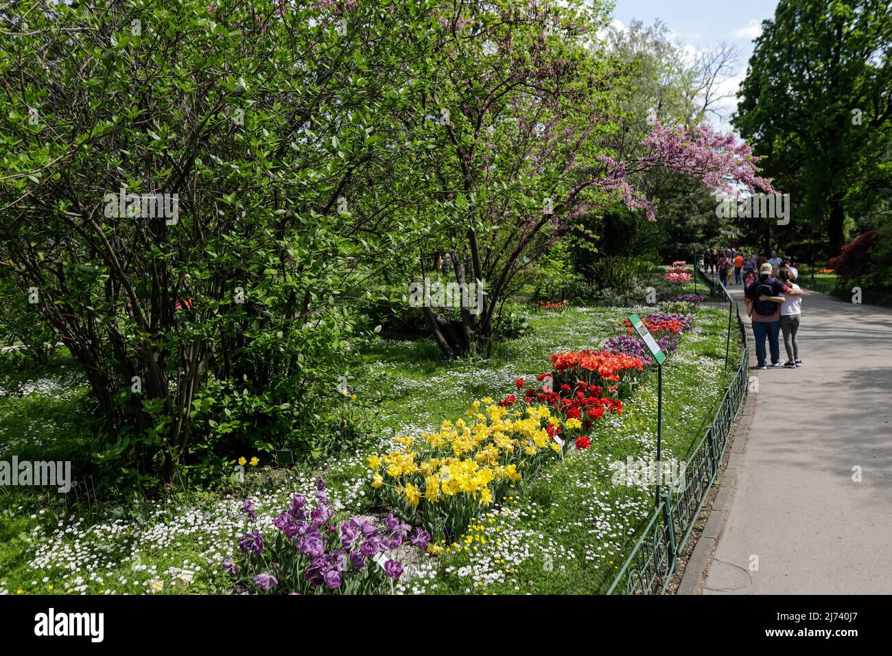 May tulips botanical garden hi-res stock photography and images - Alamy