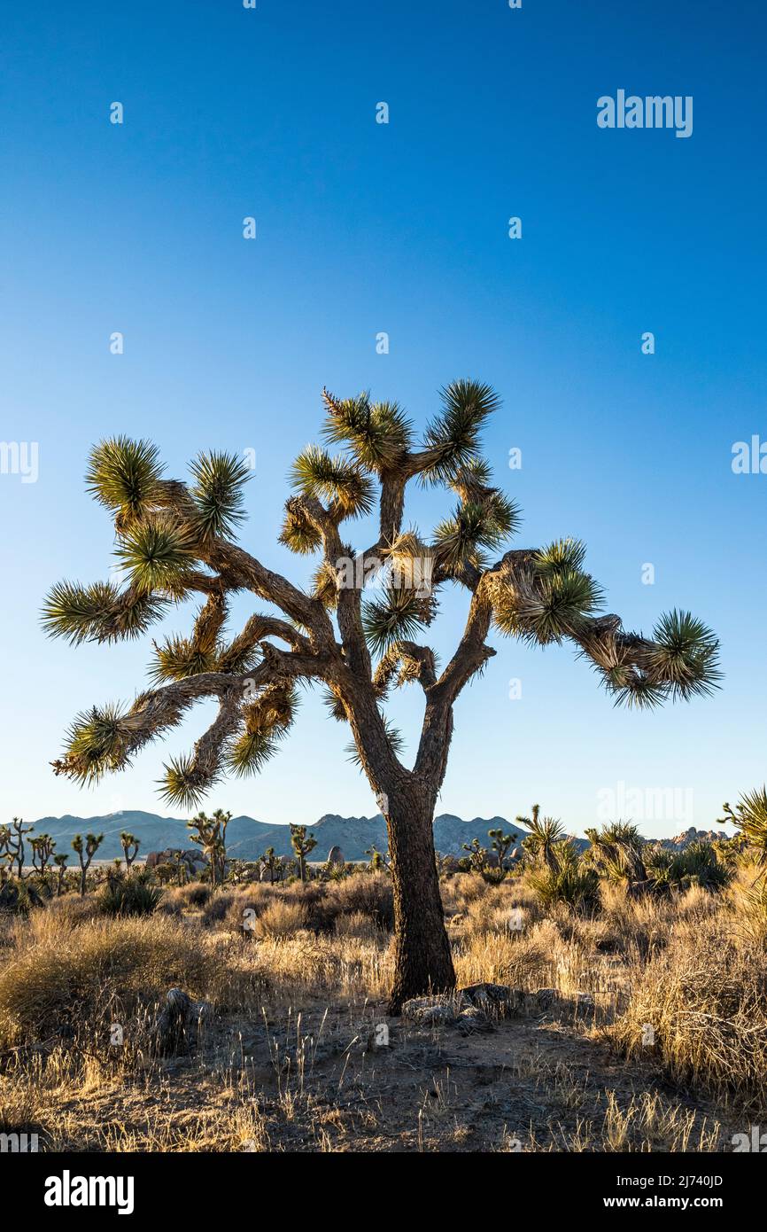 Trees of joshua tree hi-res stock photography and images - Alamy