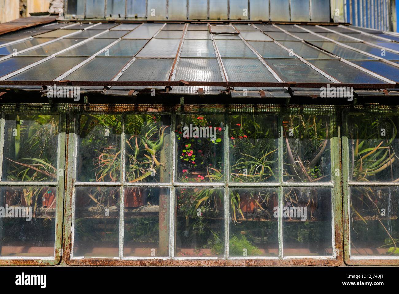 Details with plants inside an old and rusty metallic green house Stock ...
