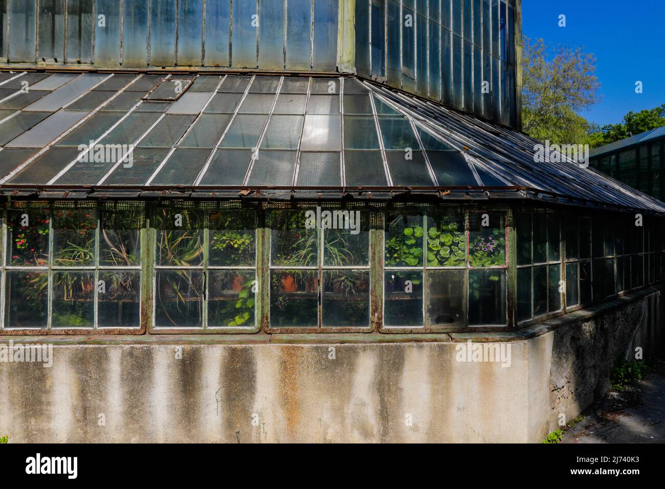Details with plants inside an old and rusty metallic green house Stock ...
