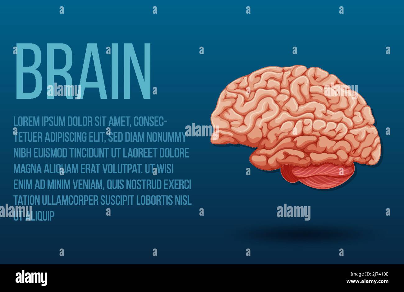 Human internal organ with brain illustration Stock Vector Image & Art ...