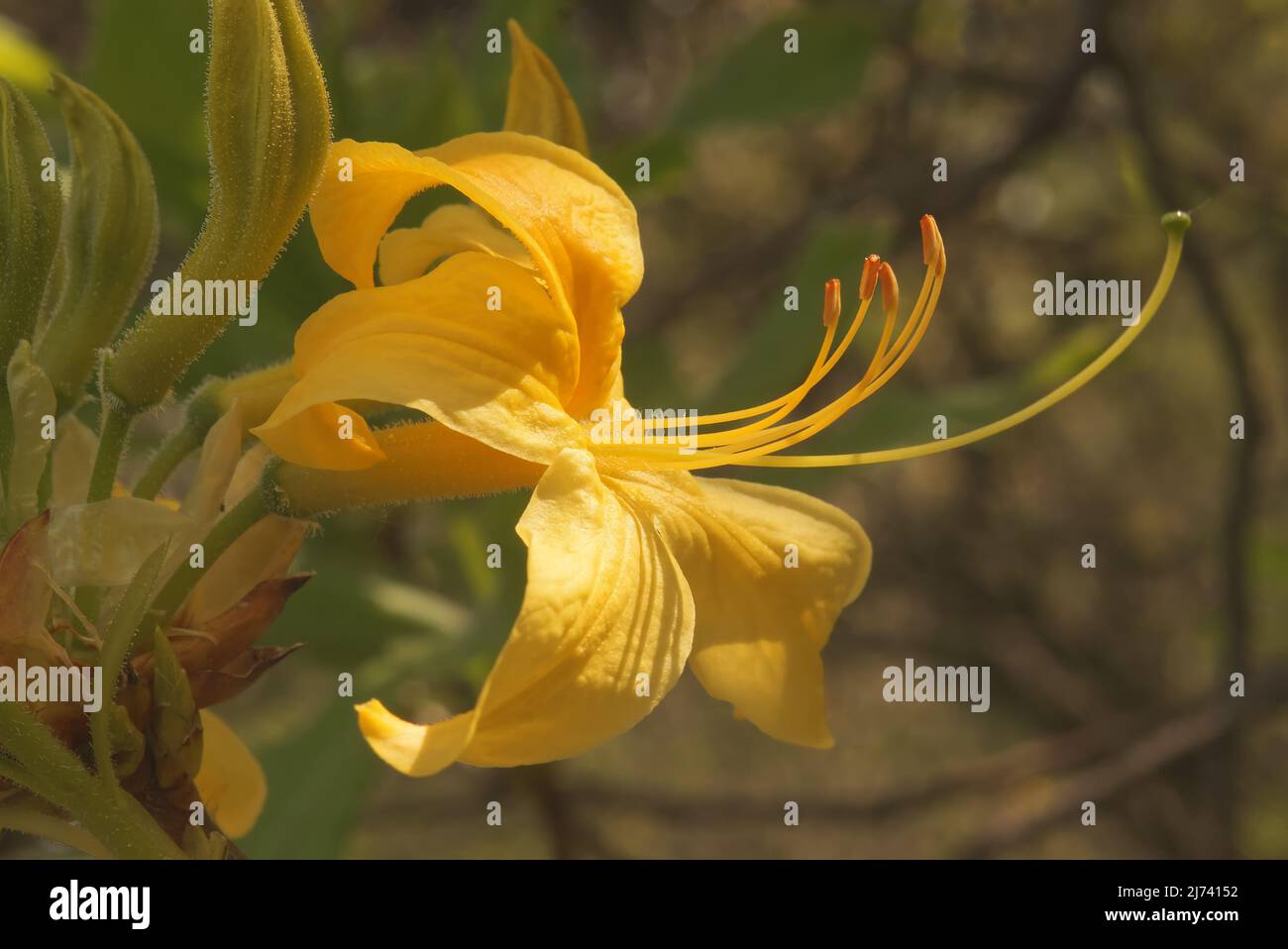 Rhododendron luteum, the yellow azalea or honeysuckle azale in the ...
