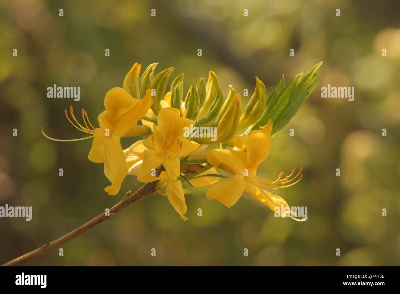 Rhododendron luteum, the yellow azalea or honeysuckle azale in the ...