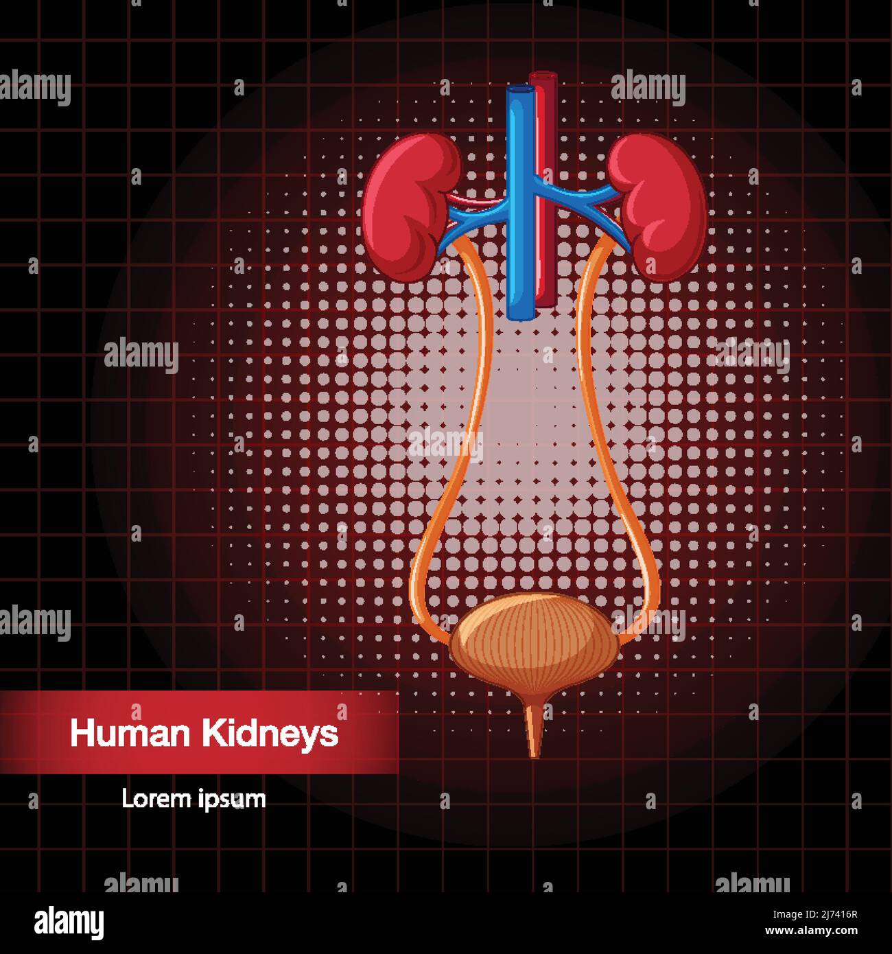 Human internal organ with kidneys and bladder illustration Stock Vector ...