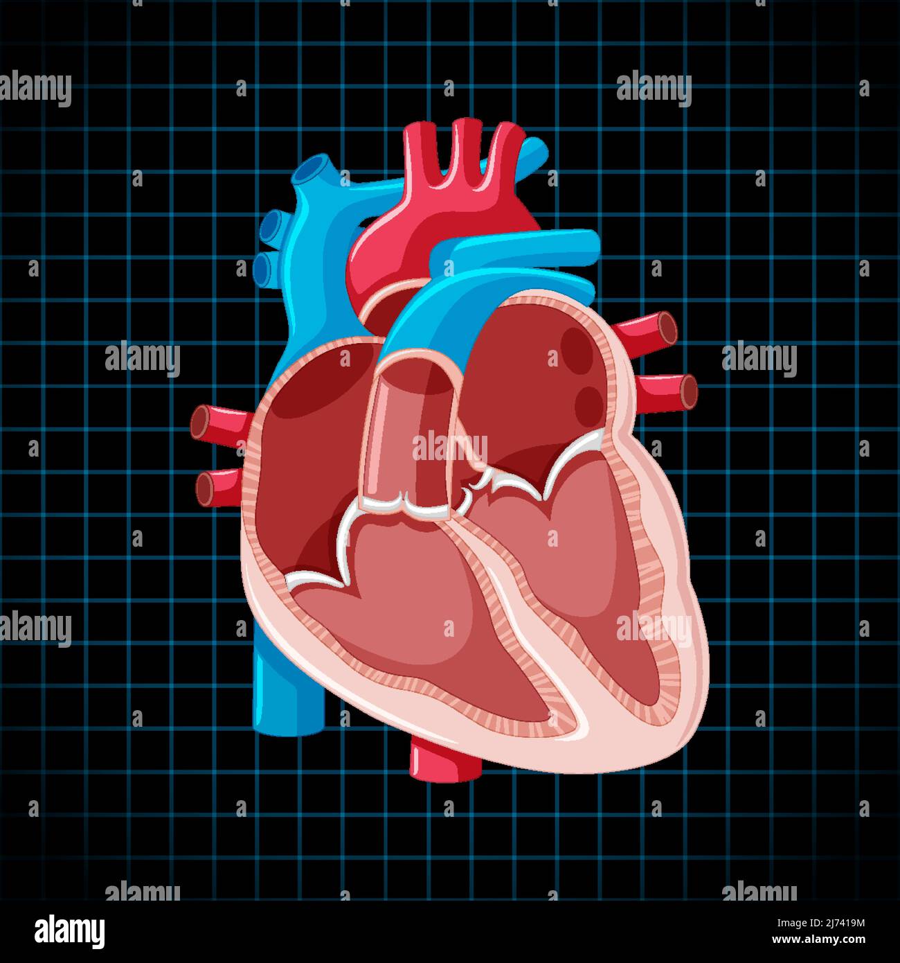 Human internal organ with heart illustration Stock Vector Image & Art ...