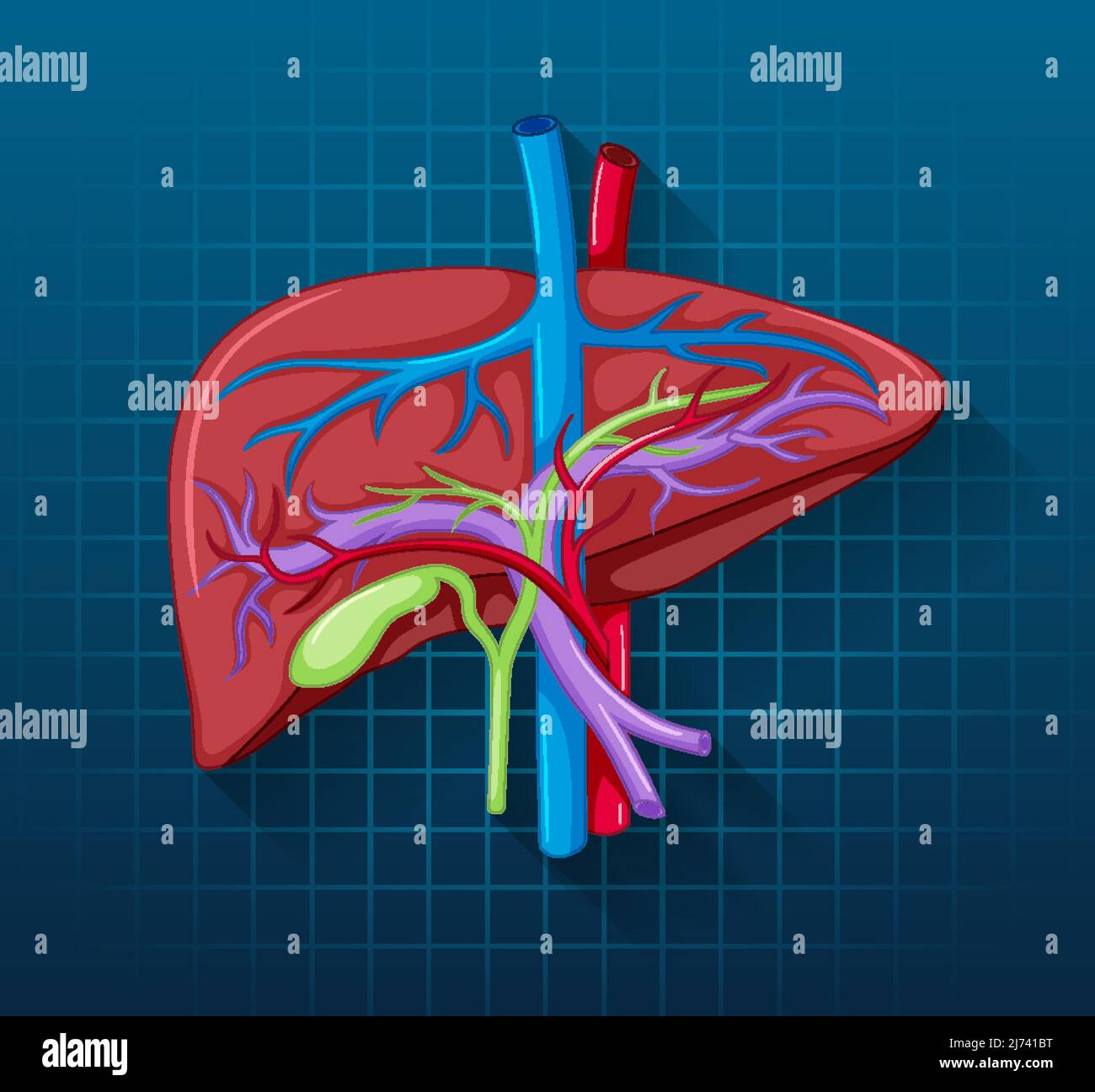 Human internal organ with liver illustration Stock Vector Image & Art ...