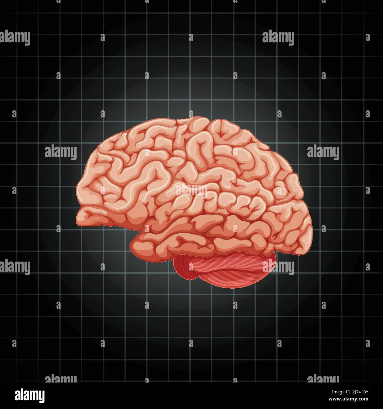 Human internal organ with brain illustration Stock Vector Image & Art ...