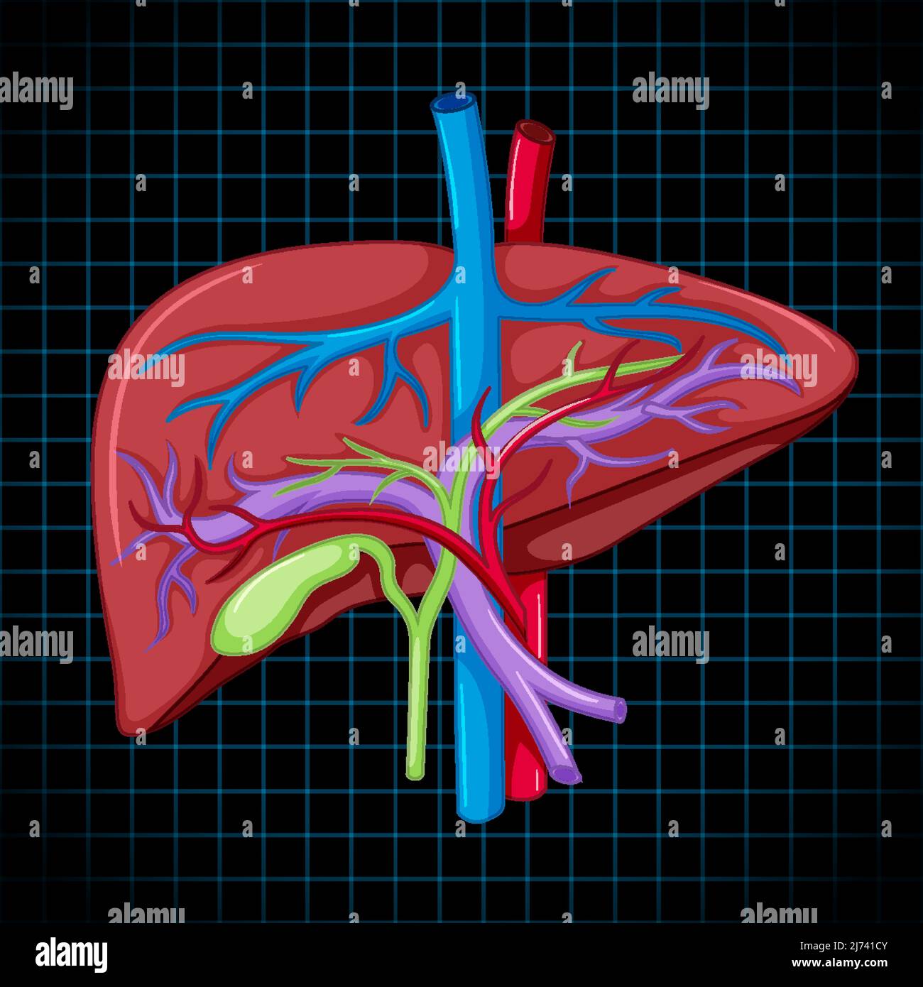 Human internal organ with liver illustration Stock Vector Image & Art ...