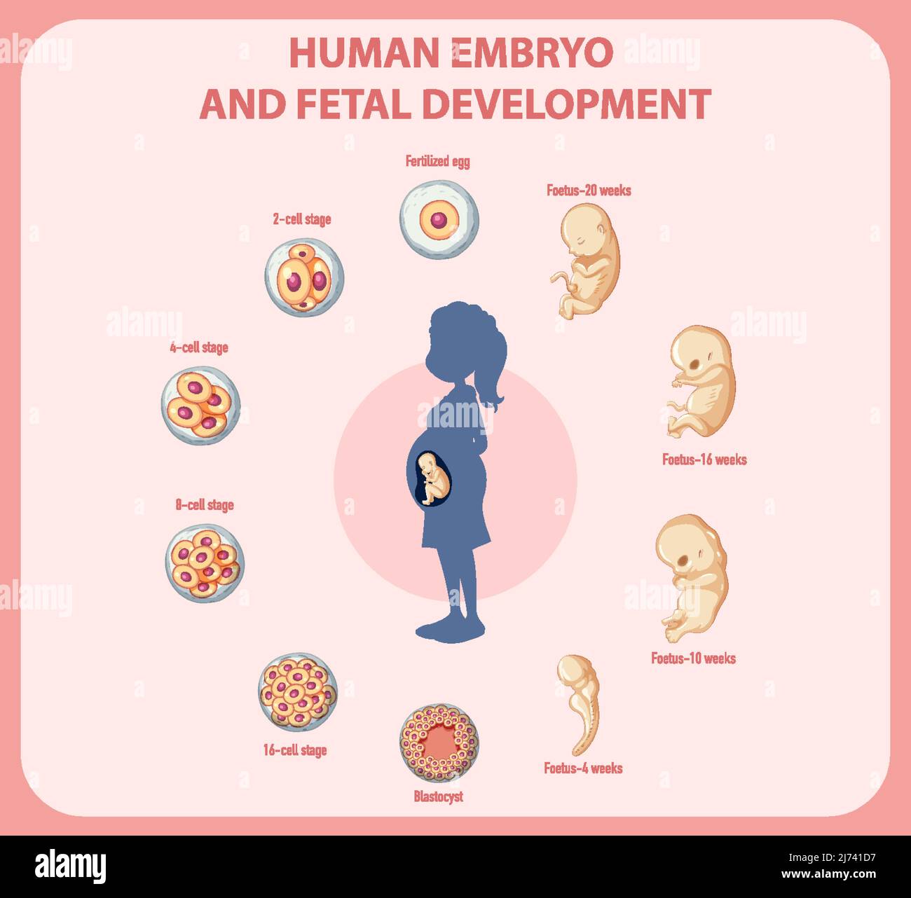 Human embryonic development in human infographic illustration Stock Vector Image & Art - Alamy