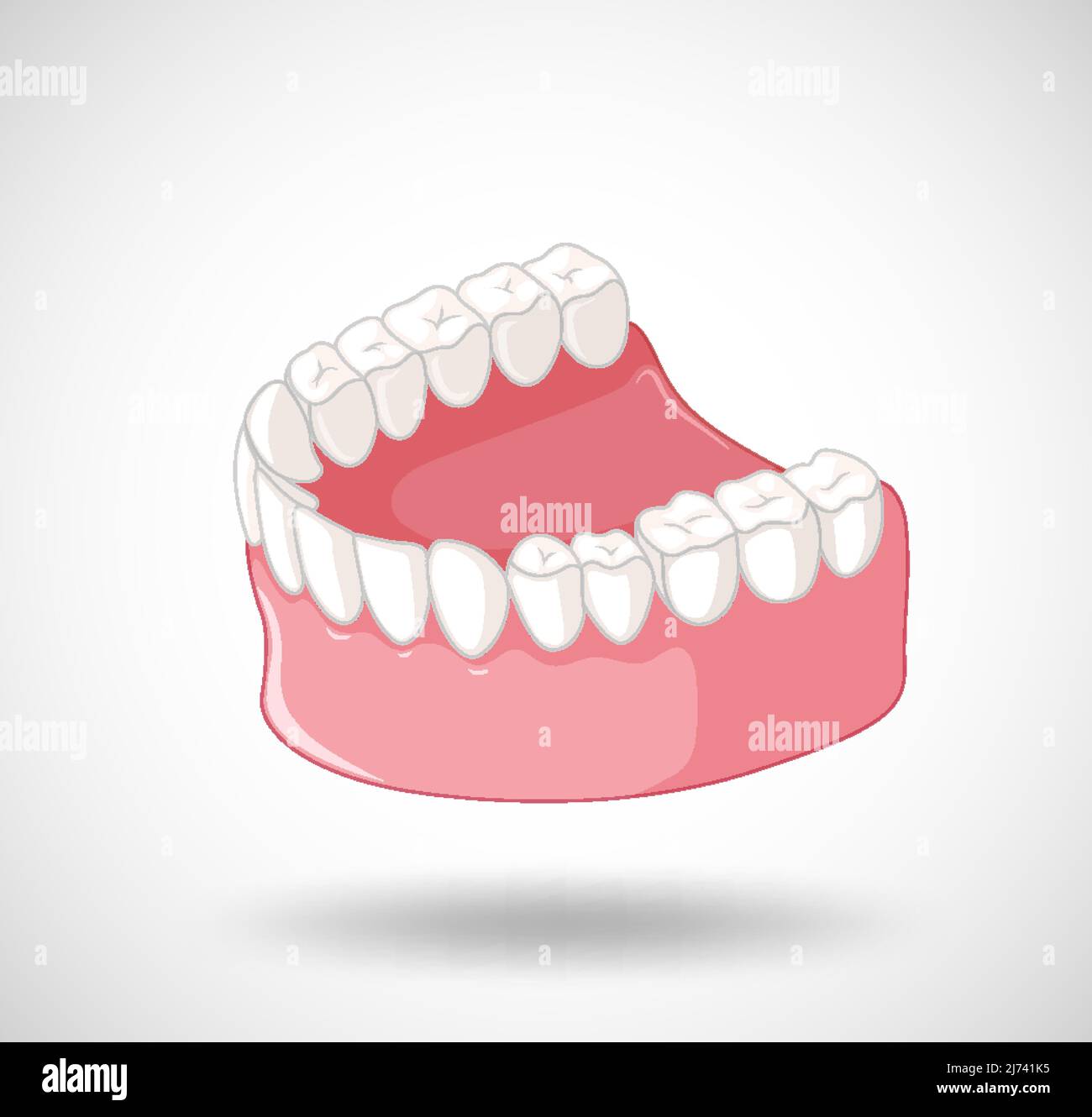 Human jaw with teeth illustration Stock Vector Image & Art - Alamy