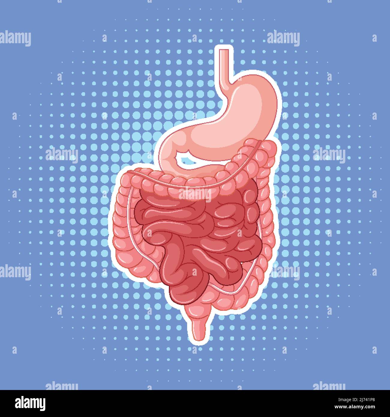 Human internal organ with intestine illustration Stock Vector Image ...
