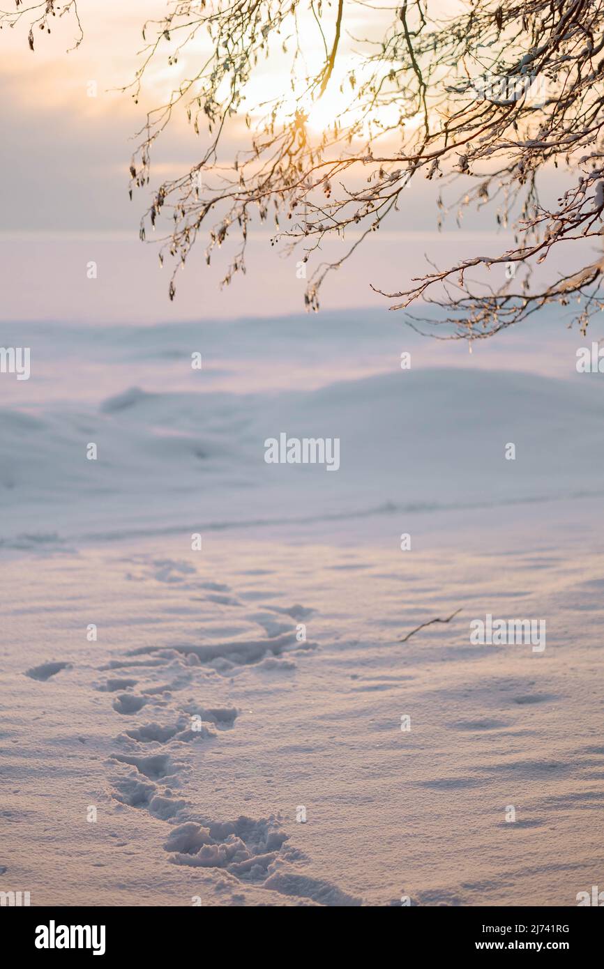 Beautiful winter landscape with field of white snow and tree branches in hoarfrost at sunset ...
