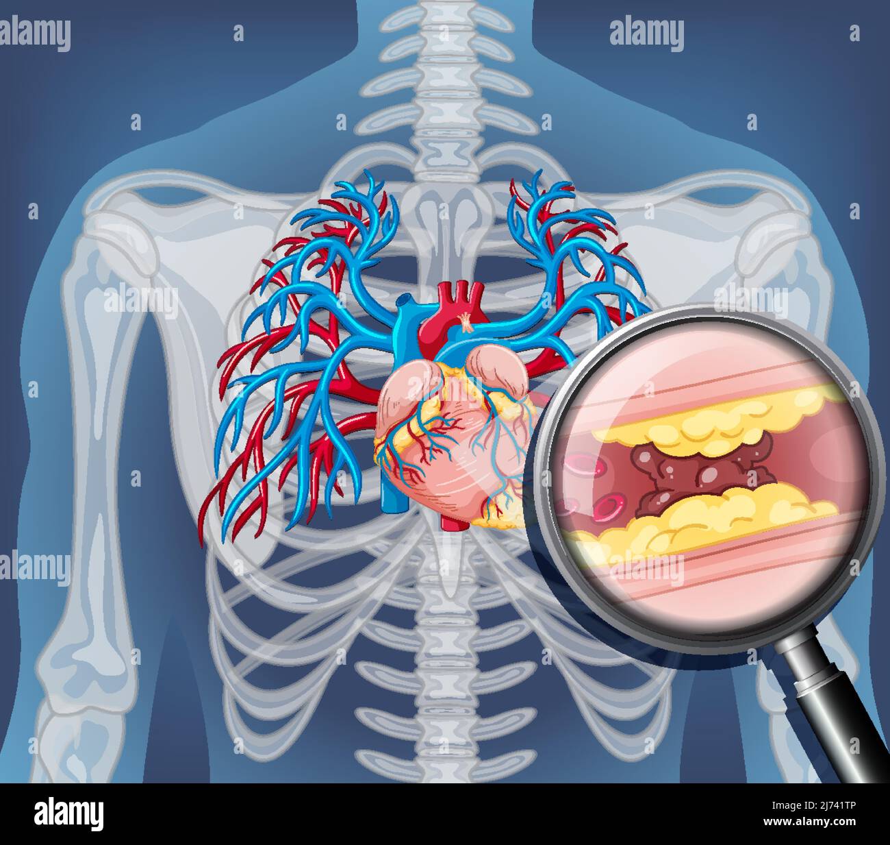 X-ray of human body with internal organs illustration Stock Vector ...