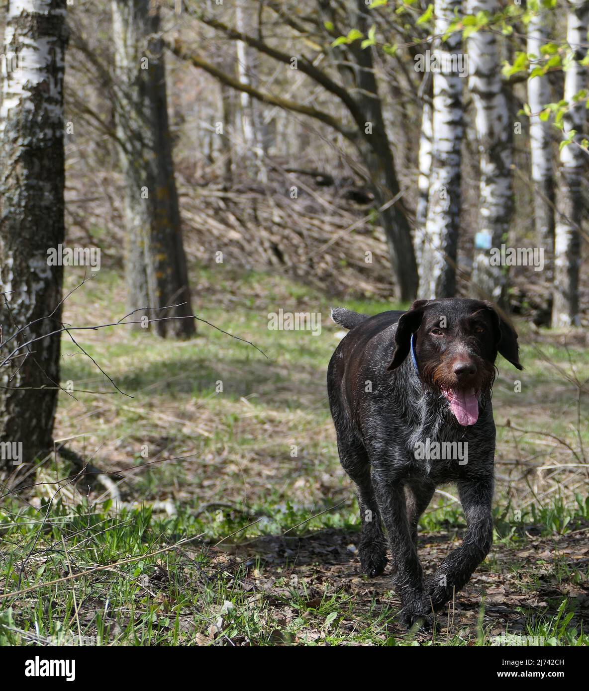 Hunt breed hi-res stock photography and images - Alamy