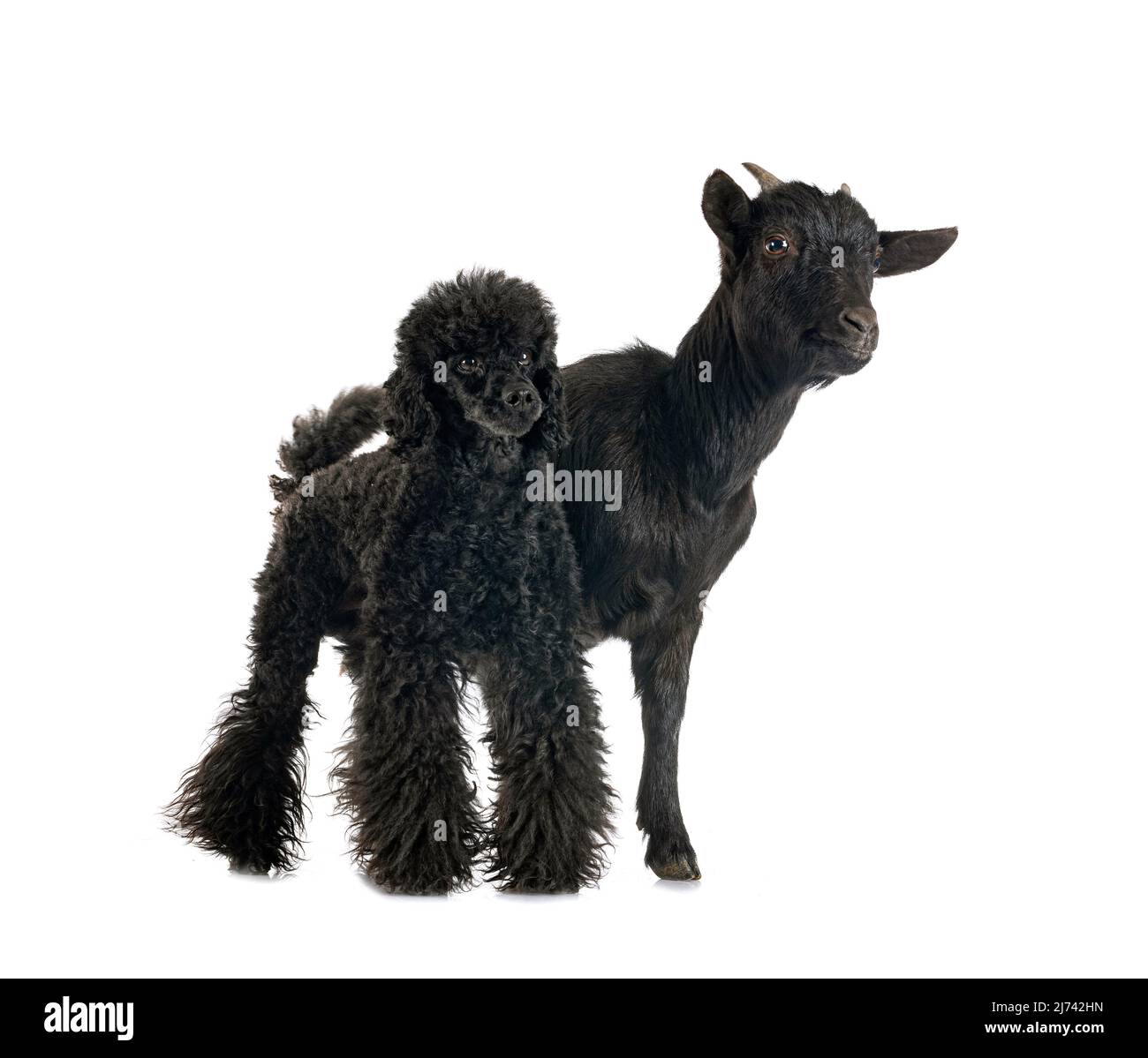billy goat and poodle in front of white background Stock Photo - Alamy