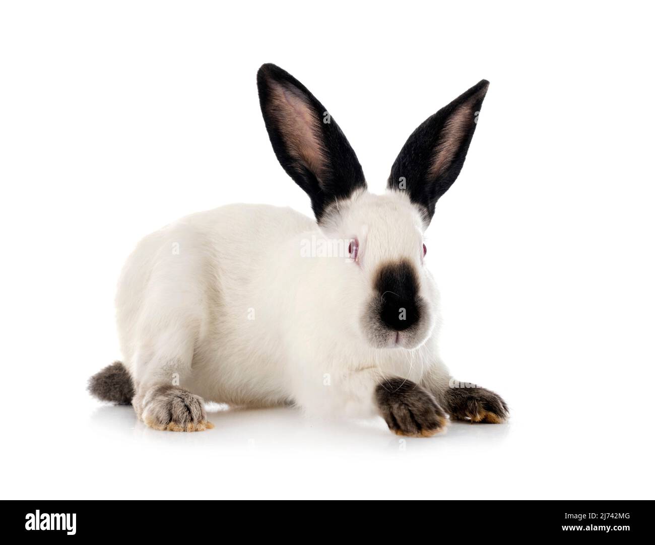 Californian rabbit in front of white background Stock Photo - Alamy