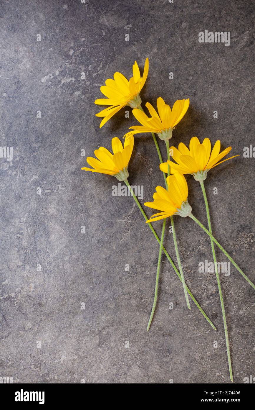 Bright yellow daisies in corner of rustic grey concrete background with ...
