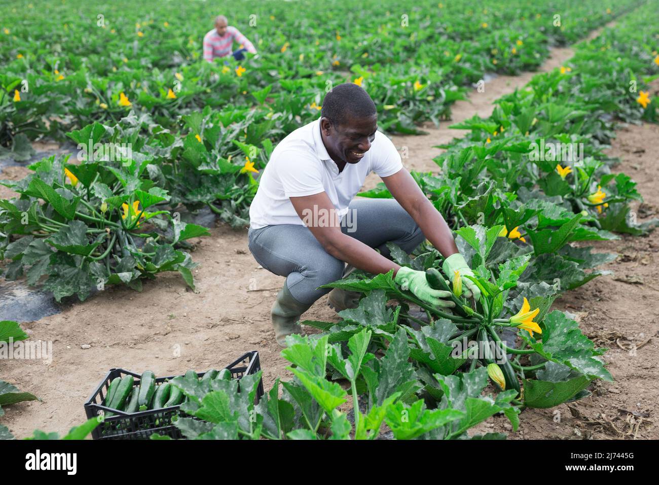African american farmer collect harvest zucchini Stock Photo - Alamy