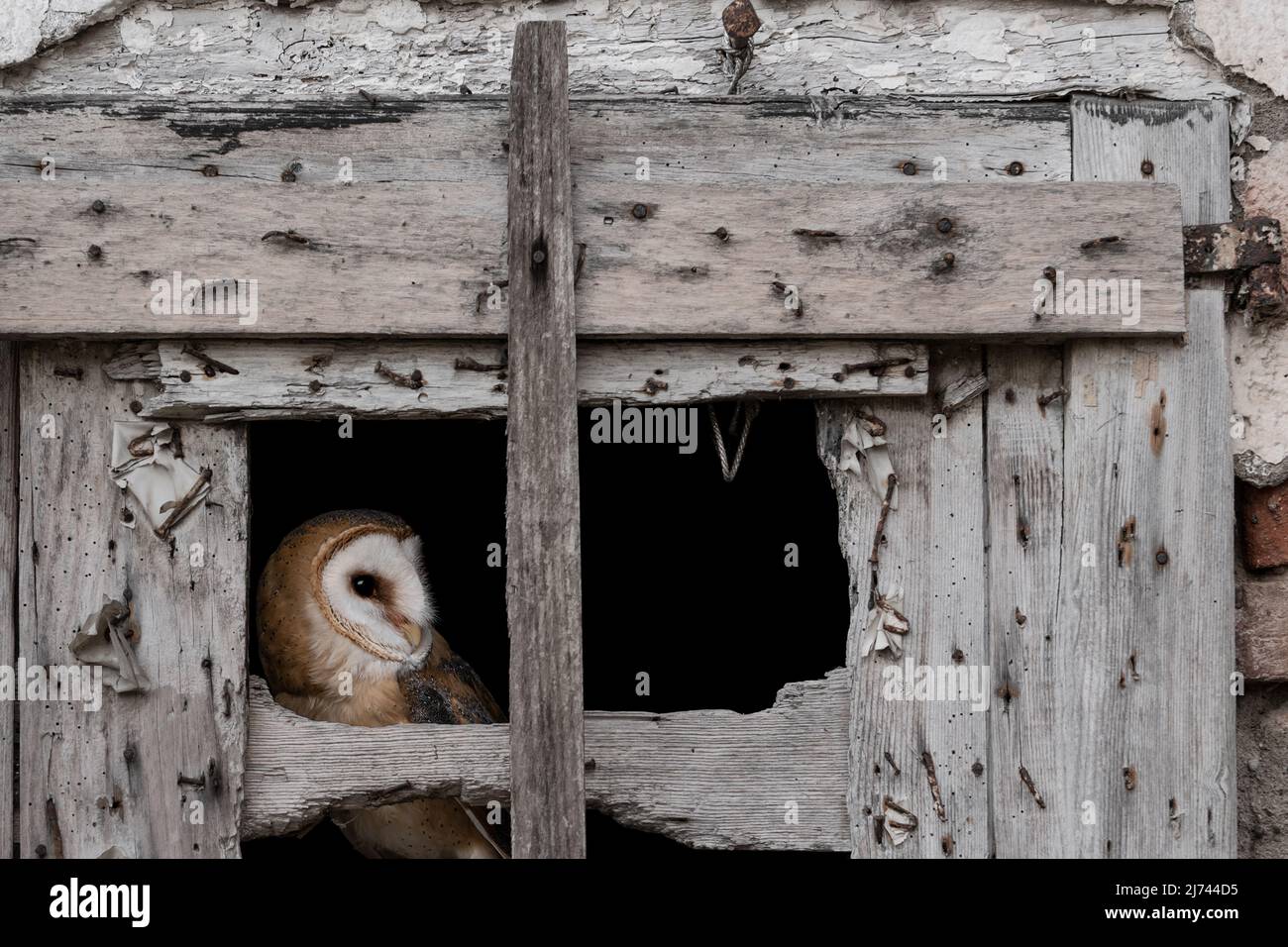 At window, Barn owl in the old farmhouse (Tyto alba Stock Photo - Alamy