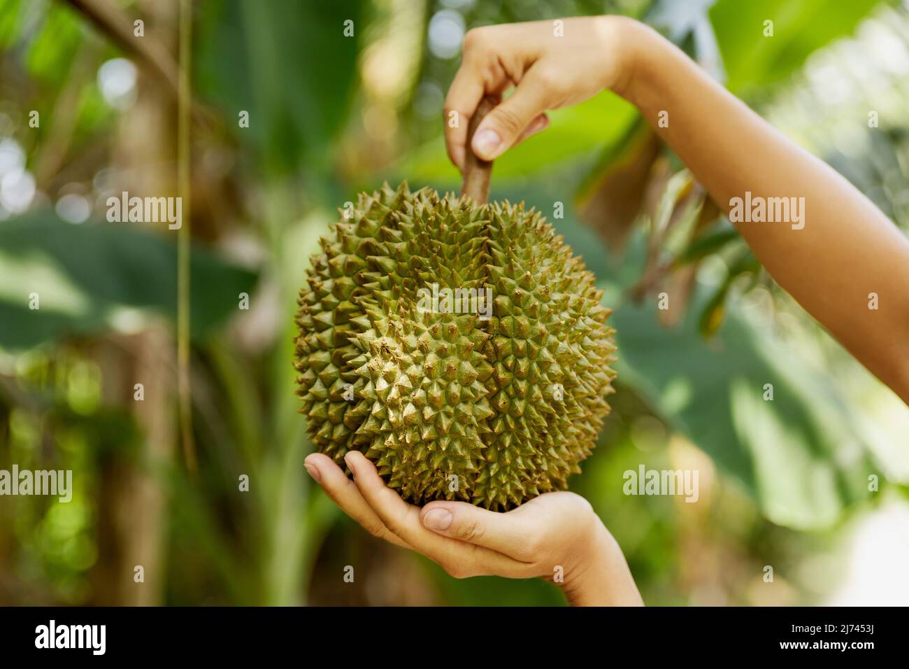 Closeup of female hands with spiked durian fruit Stock Photo - Alamy