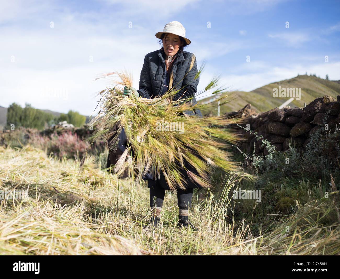 Tibetan lady farmer in the field during harvest Stock Photo - Alamy