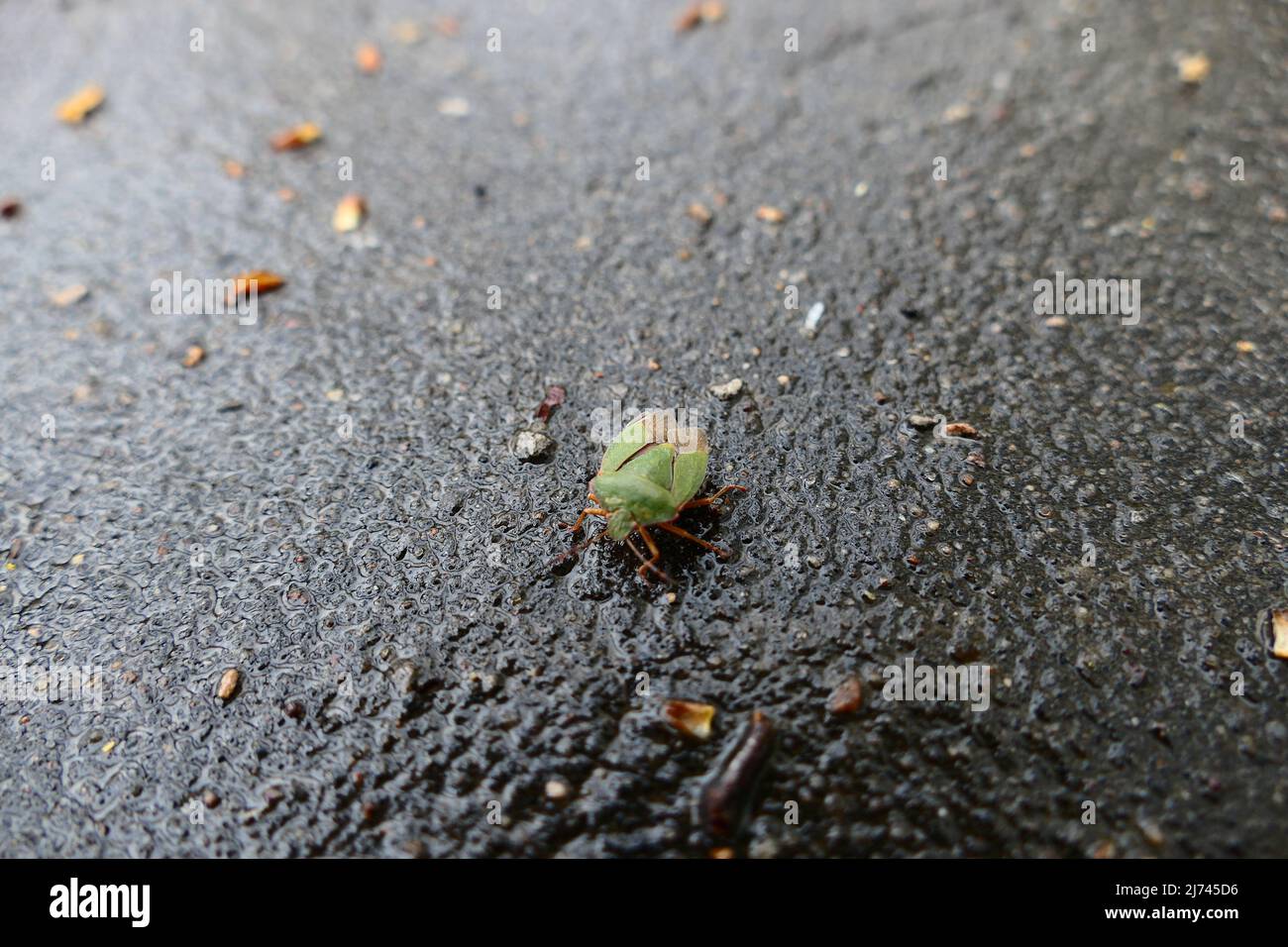 Bug. Type of bugs from the family of shield insects. Black-tailed ...