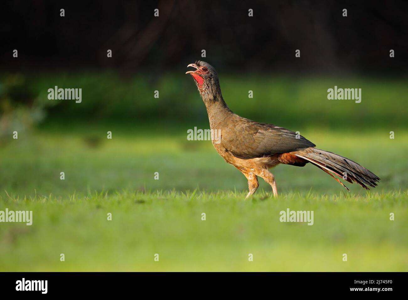 Chaco Chachalaca, Ortalis canicollis, bird with open bill, walking in ...