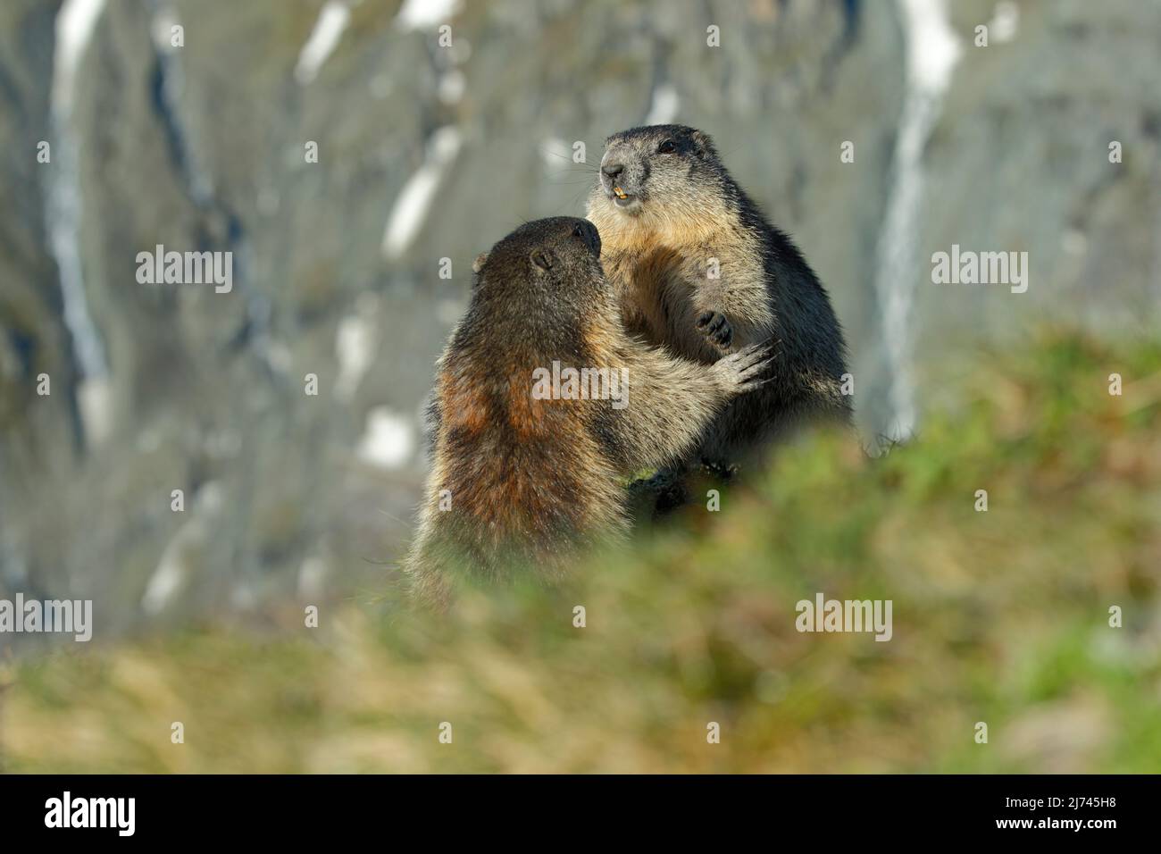Fighting animals Marmot, Marmota marmota, in the grass with nature rock ...