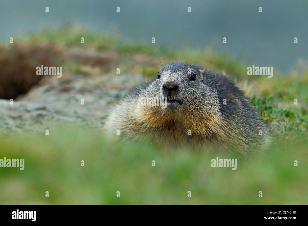 Cute fat animal Marmot, Marmota marmota, sitting in the grass with ...