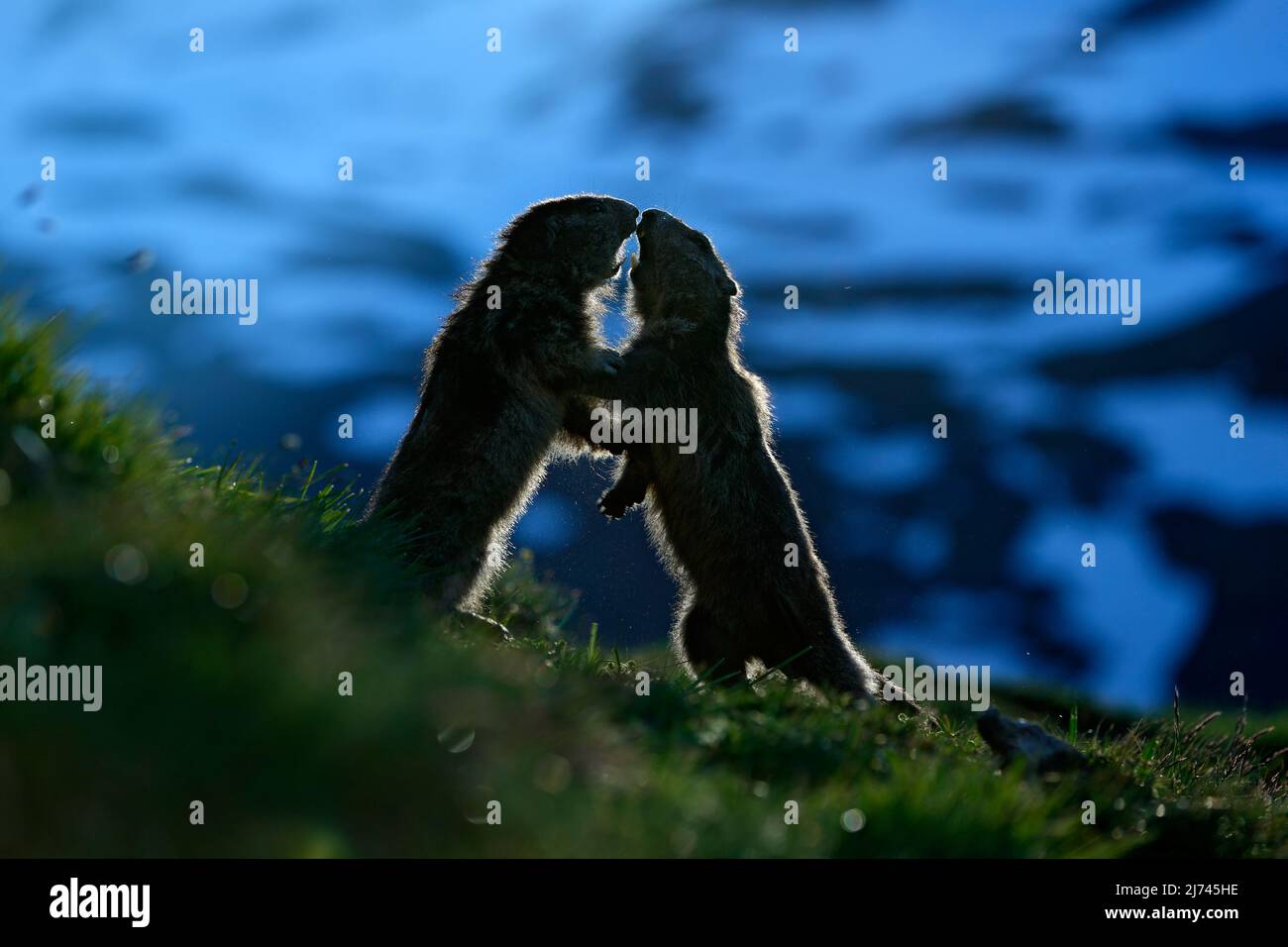 Brawl animals hi-res stock photography and images - Alamy