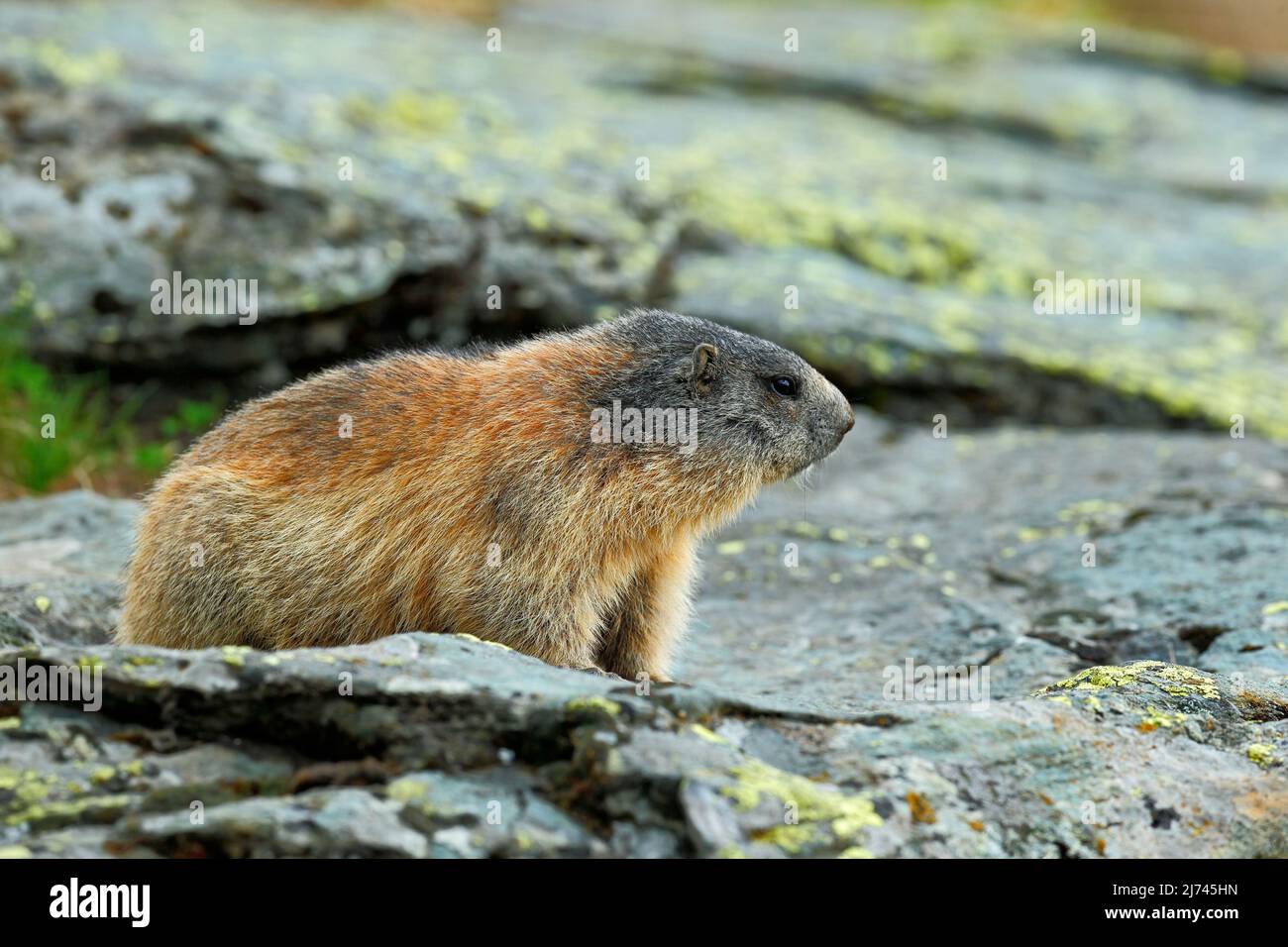 Cute animal Marmot, Marmota marmota, sitting on the stone, in the ...