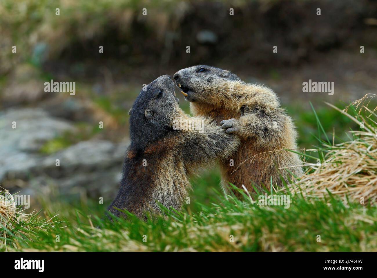 Fighting animals Marmot, Marmota marmota, in the grass with nature rock ...