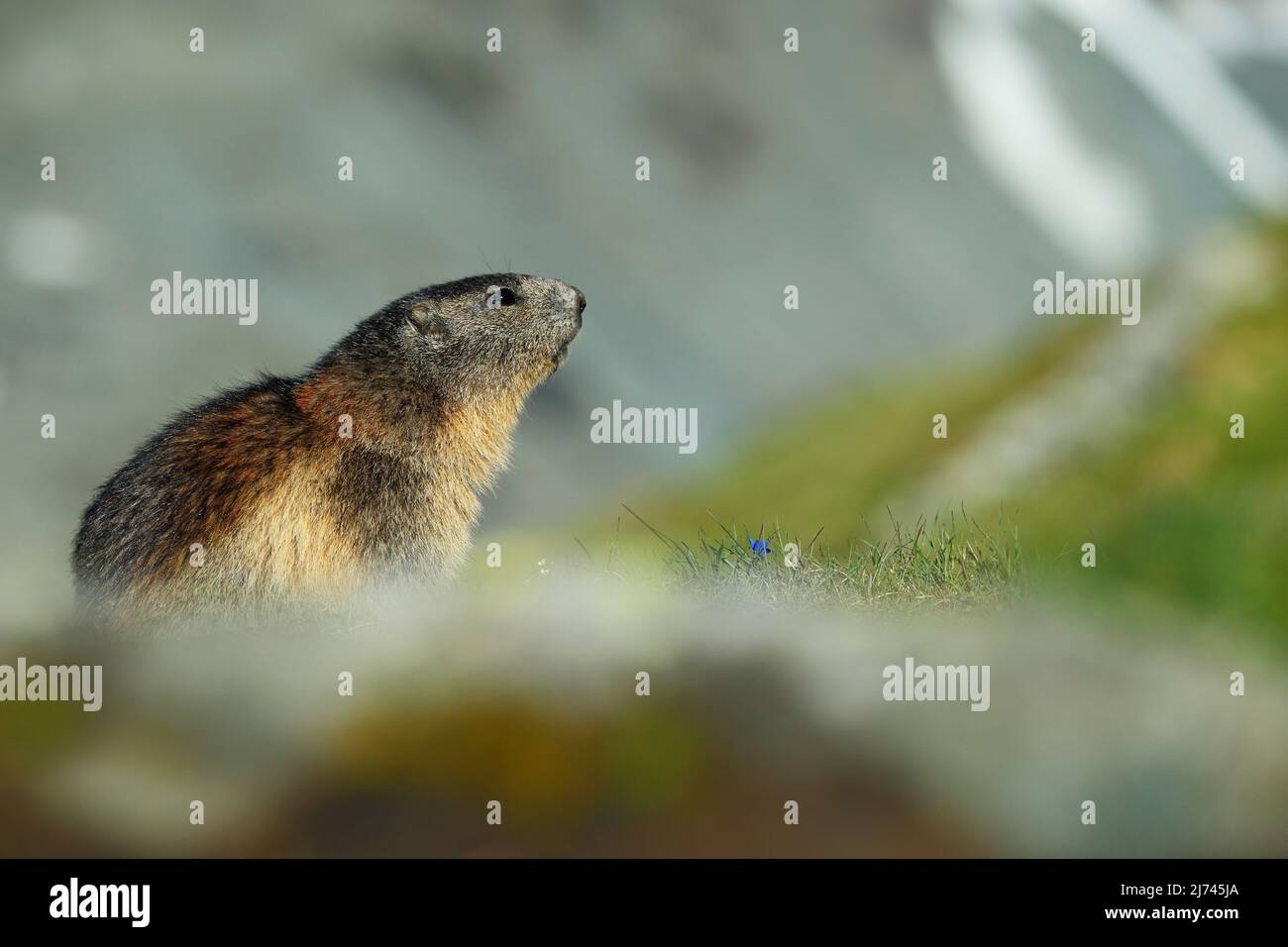 Alp marmota hi-res stock photography and images - Alamy