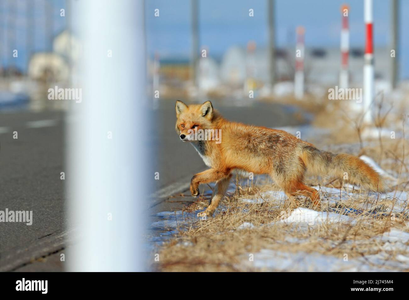 Red fox, Vulpes vulpes, crossing the road Stock Photo - Alamy