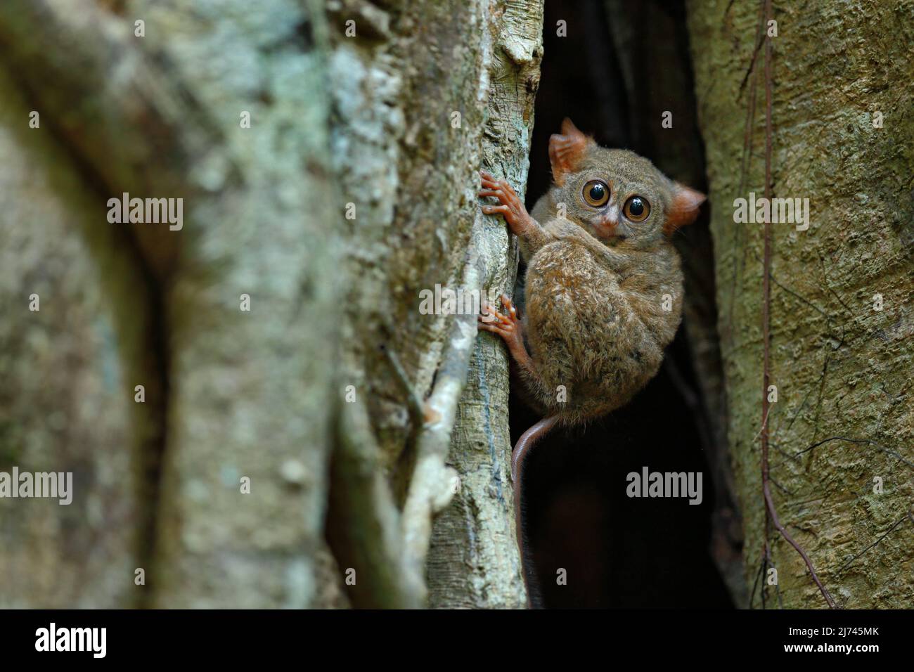 Portrait of Spectral Tarsier, Tarsius spectrum, from Tangkoko National ...