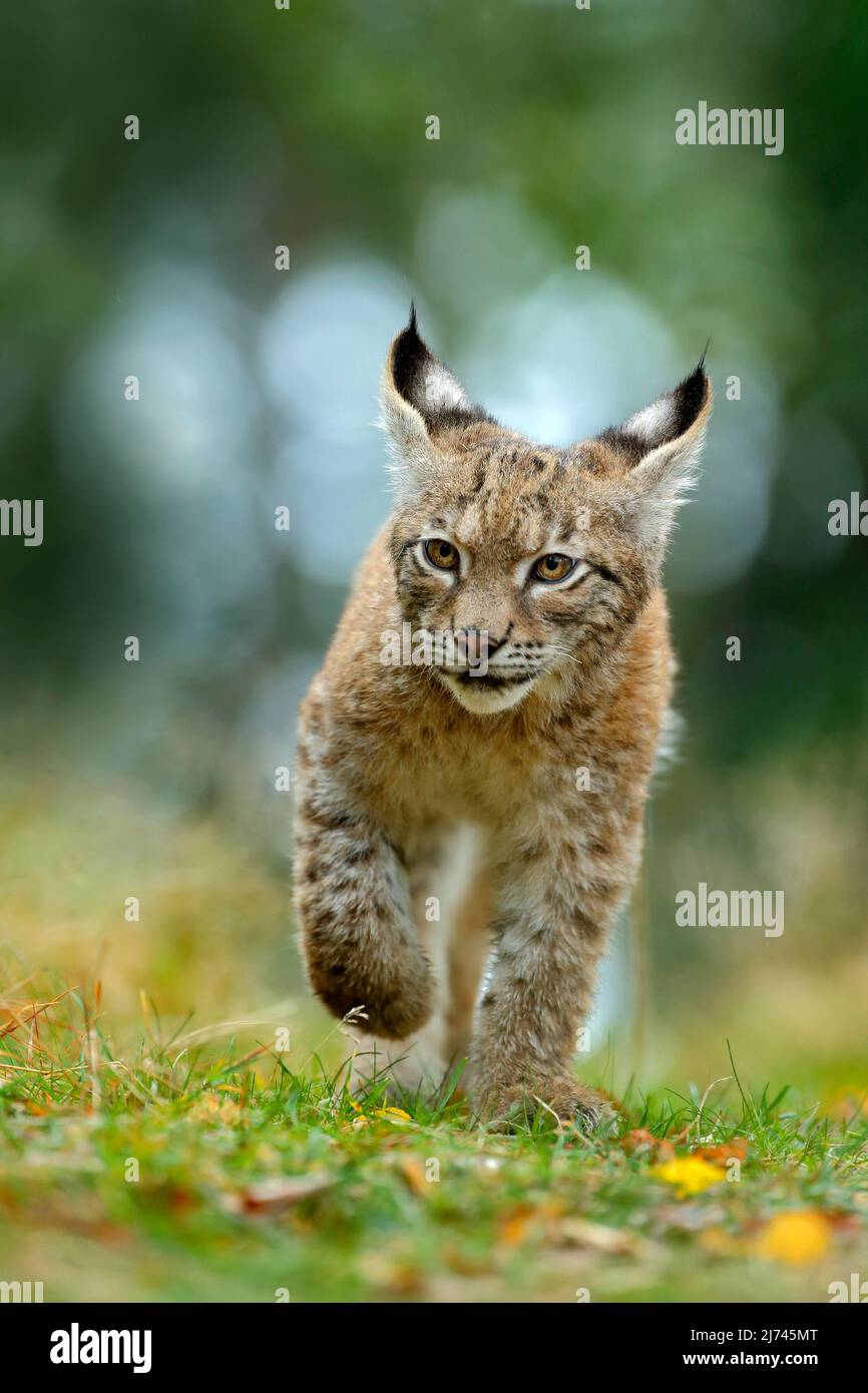 Eurasian lynx animal baby hi-res stock photography and images - Alamy