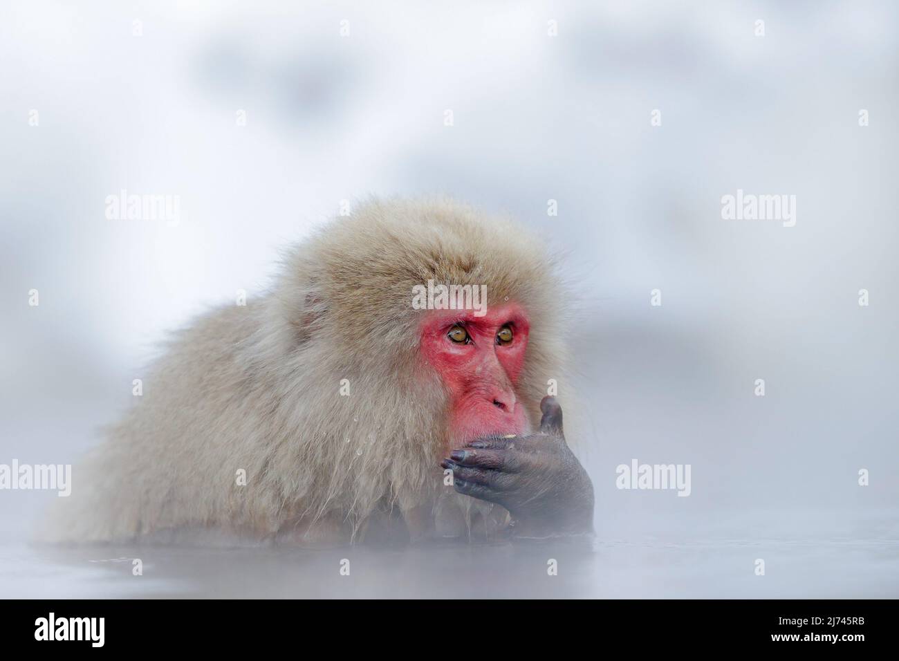 Monkey Japanese macaque, Macaca fuscata, red face portrait in the cold ...