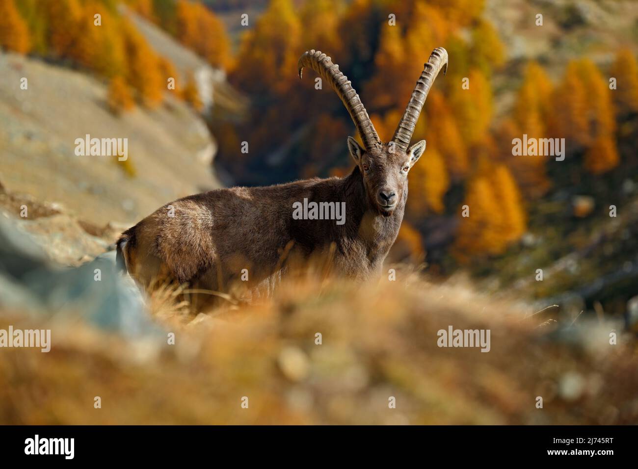 Alpine Ibex, Capra ibex ibex, with autumn orange larch tree in ...