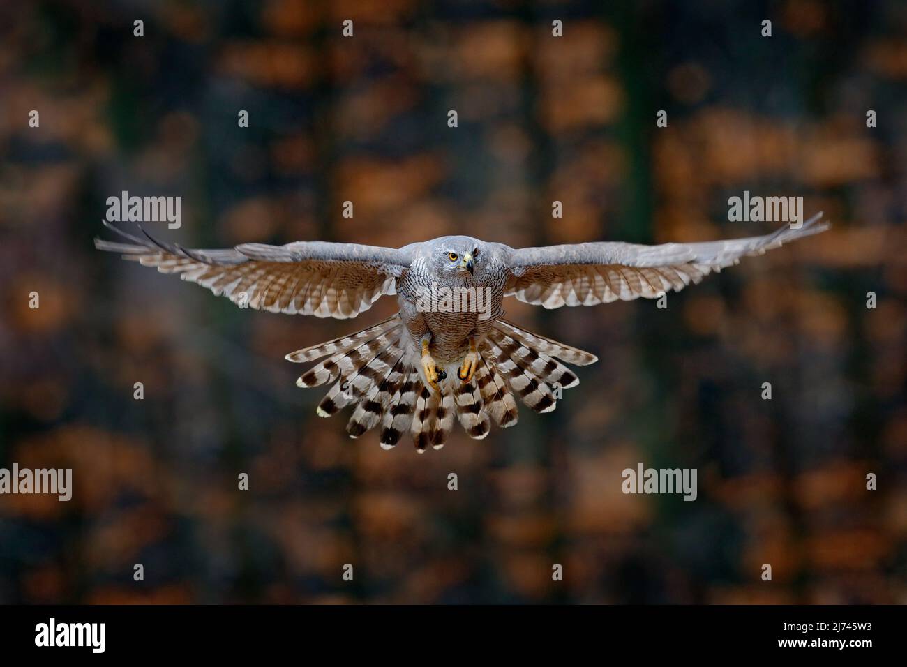 Flying bird Goshawk with blurred orange autumn tree forest in the ...