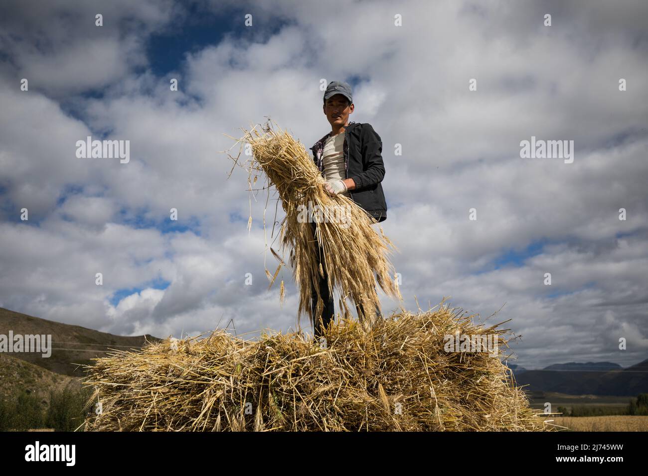 Tibetan farmer stands on top of crop with barley bundle in his hands ...