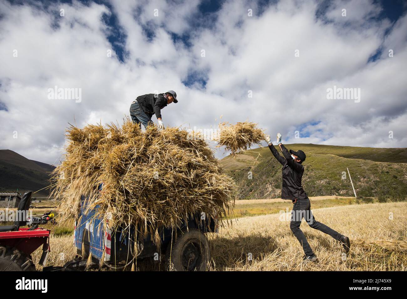 Tibetan farmers work in a field and throw barley bundle on the cart ...