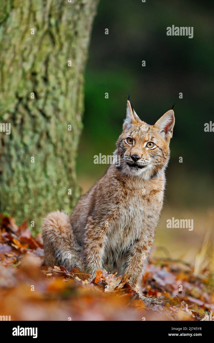 Eurasian Lynx, wild cat sitting on the orange leaves in the forest ...