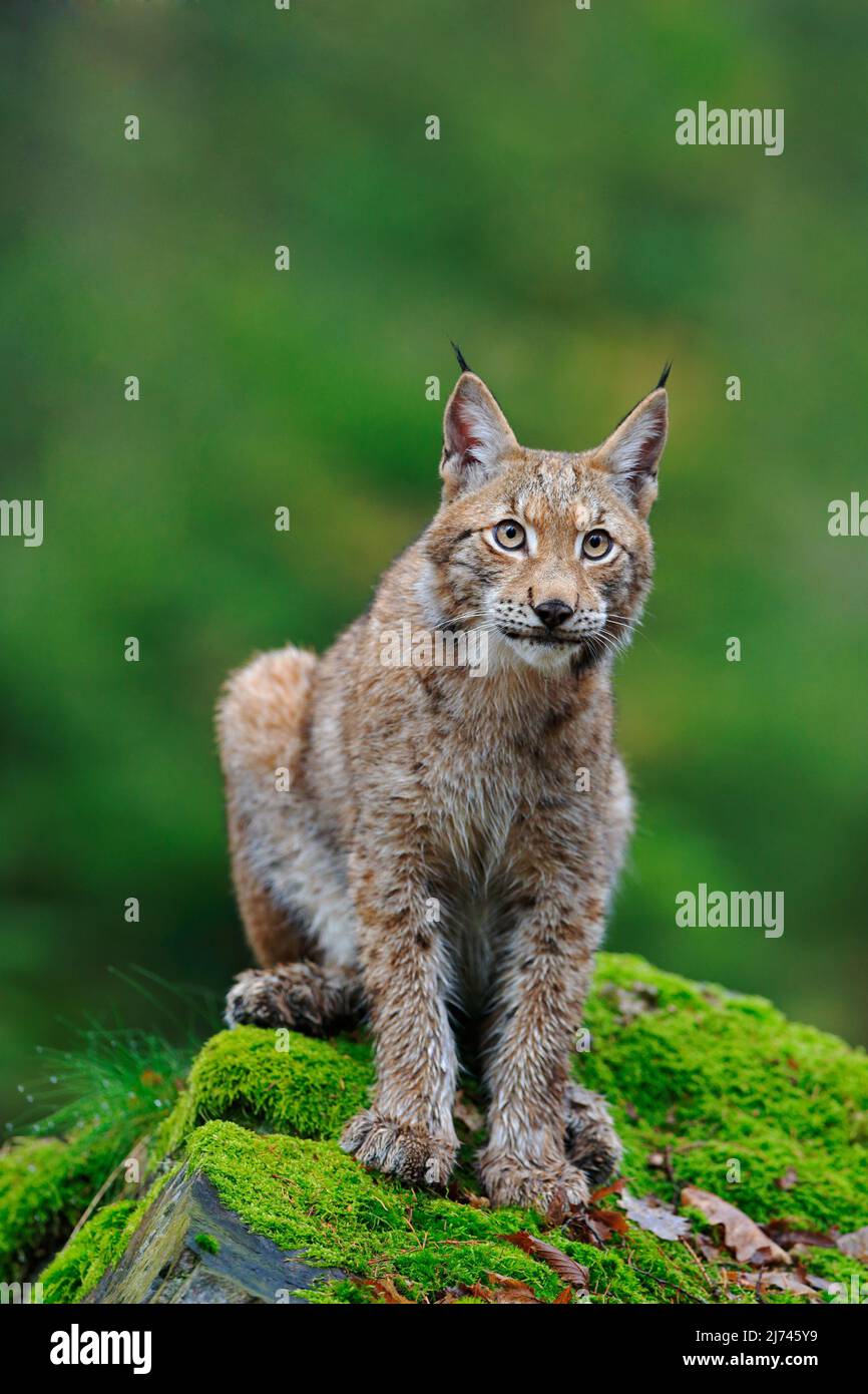 Sitting Eurasian wild cat Lynx on green moss stone in green forest in ...