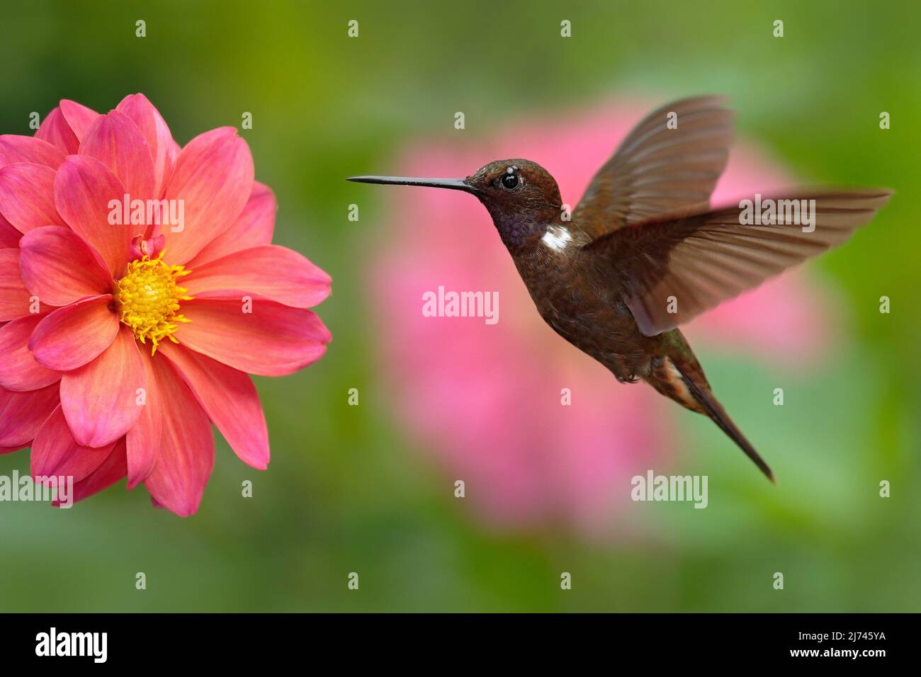 Hummingbird Brown Inca, Coeligena wilsoni, flying next to beautiful ...