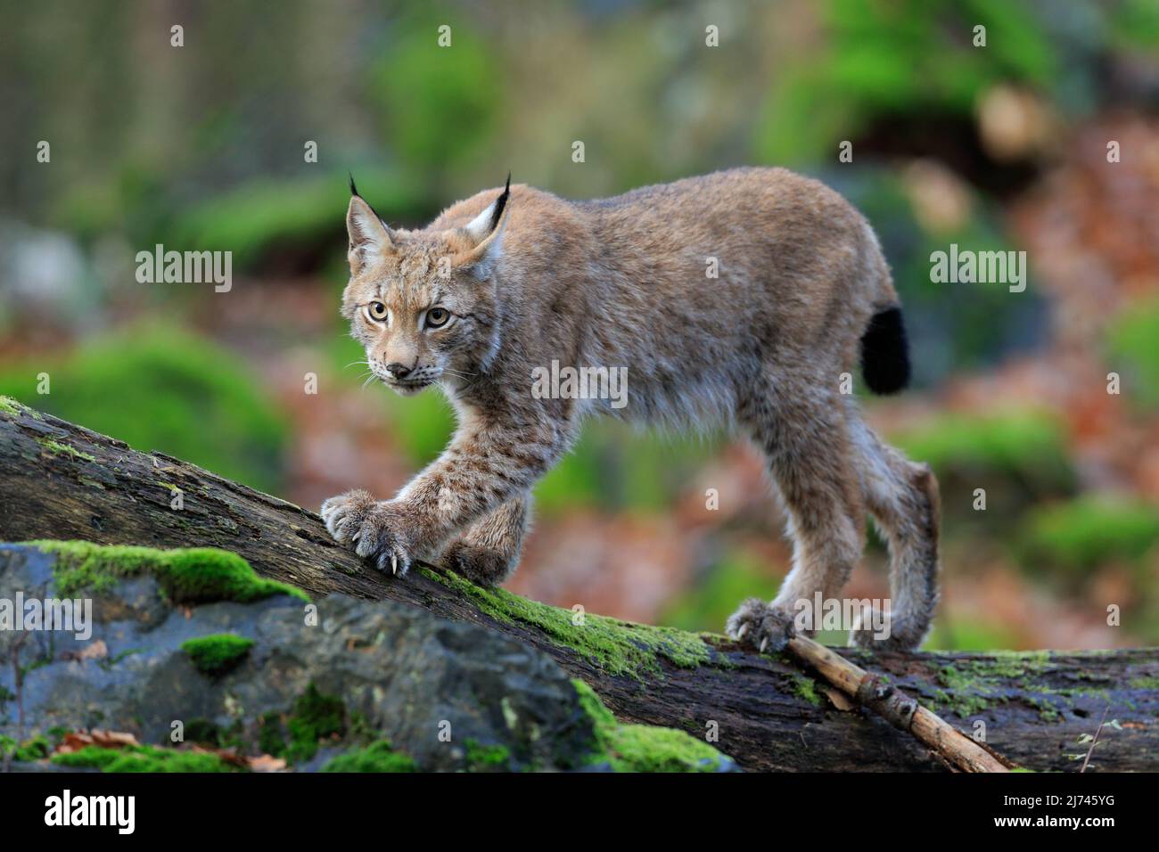 Eurasian lynx forest hi-res stock photography and images - Alamy