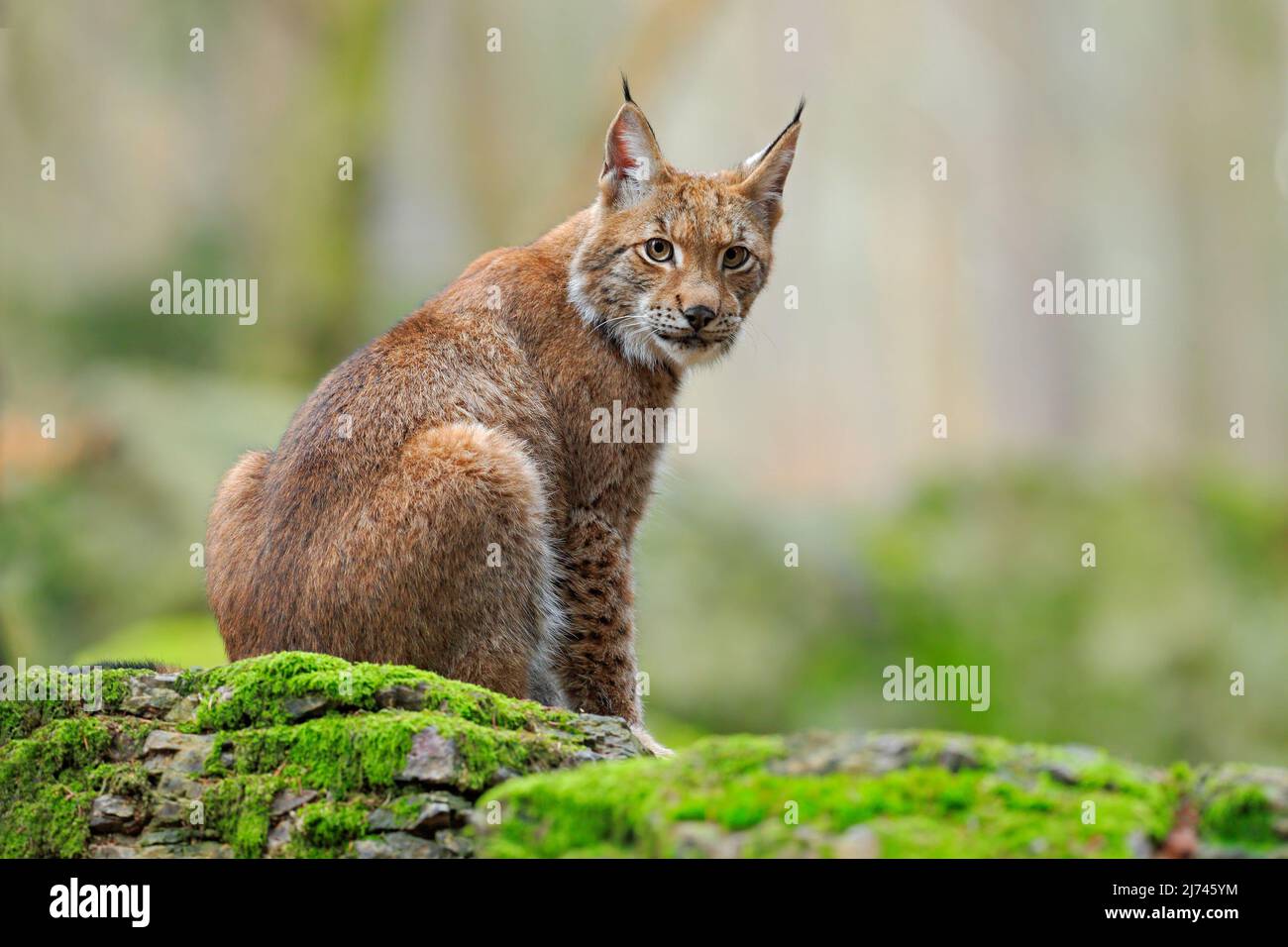 Eurasian Lynx, wild cat sitting on the orange leaves in the forest ...
