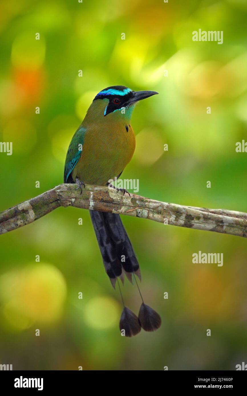 Blue-crowned Motmot, Momotus momota, portrait of nice big bird wild ...