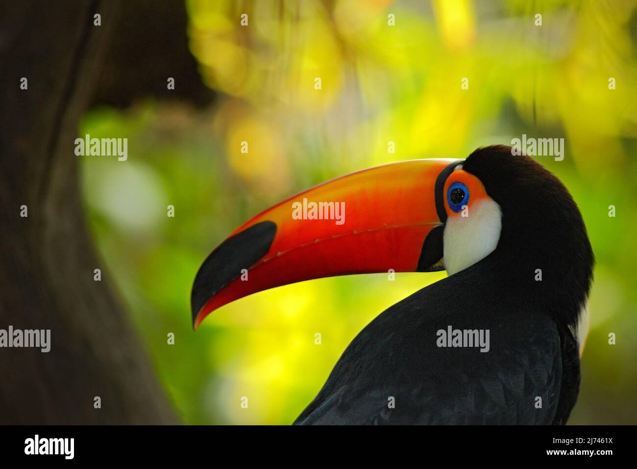 Toco Toucan, big bird with orange bill, in the nature habitat, orange ...