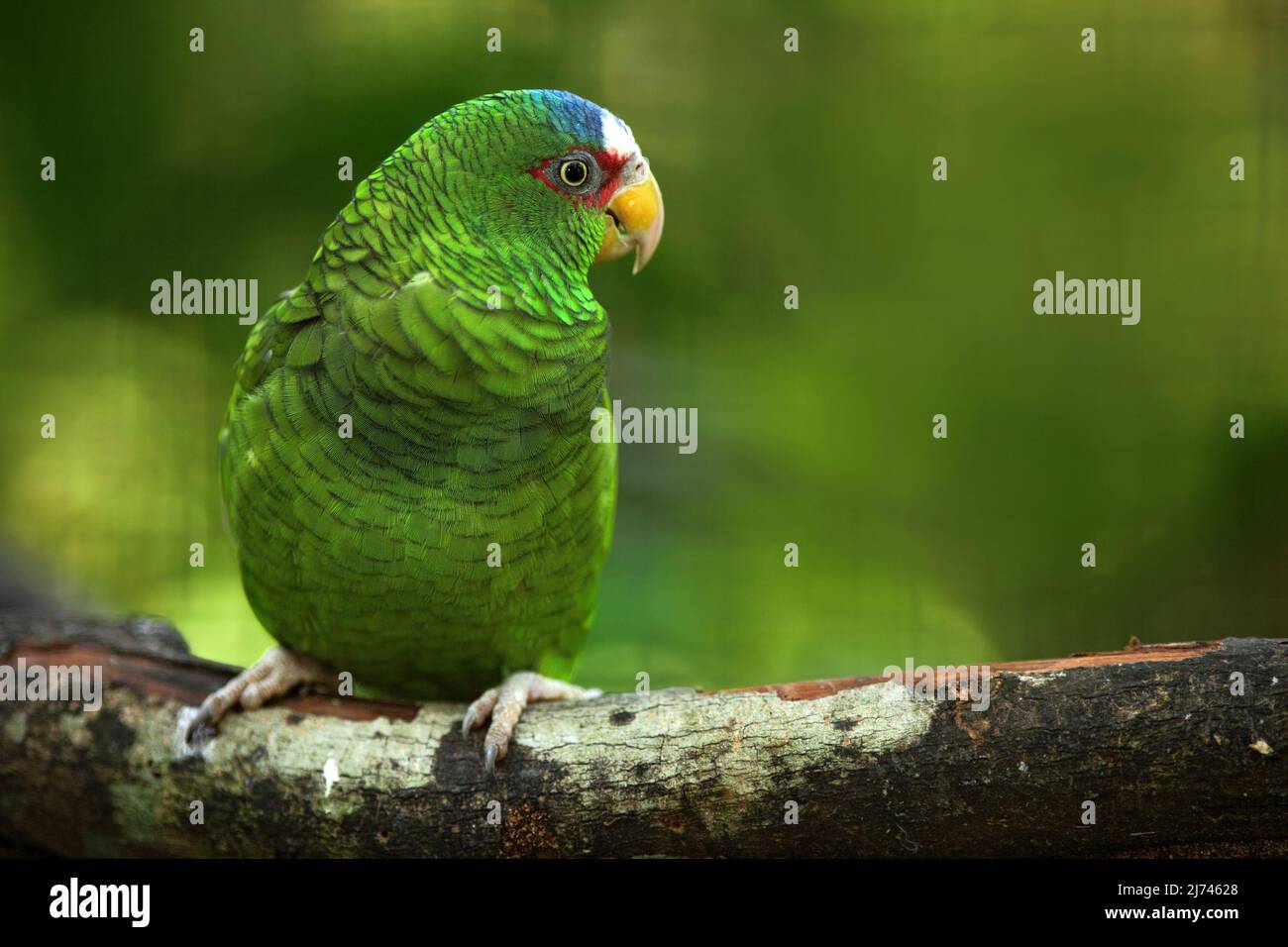 Green parrot White-fronted Amazon, Amazona albifrons, Belize Stock ...