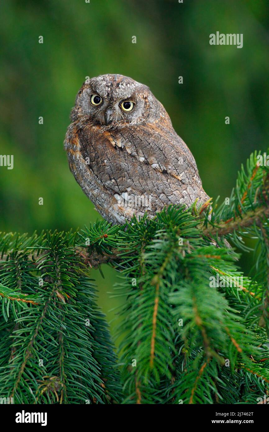 Little bird Scops Owl, Otus scops, sittting on spruce tree Stock Photo ...